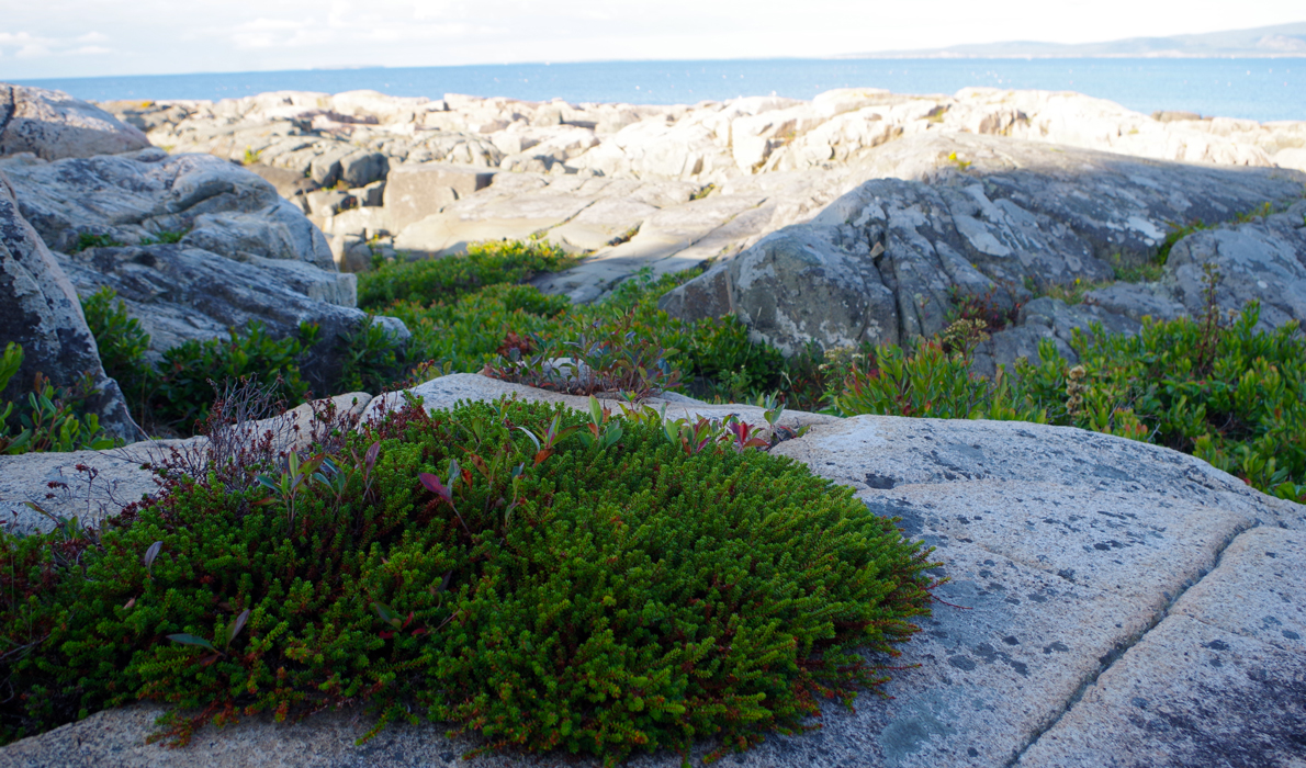 Finding refuge from climate change on the Maine coast - Island Institute