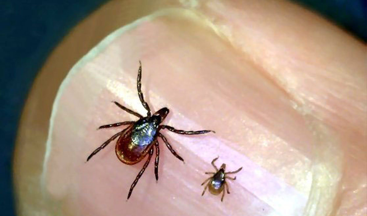 Island tick survey gathering data, but more participants sought ...