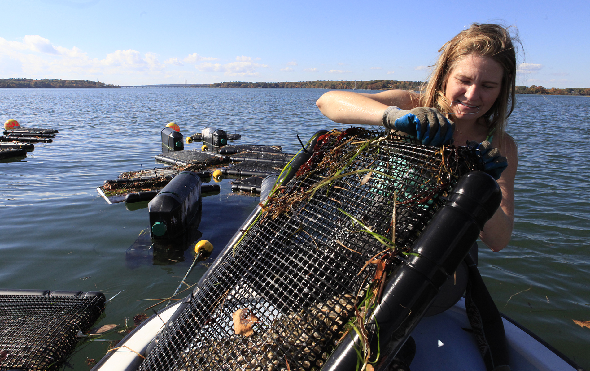 Application Window Opens for Aquaculture Business Development - Island ...