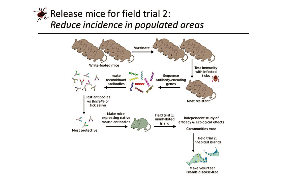 Gene ‘editing’ on mice tested in war on ticks - Island Institute