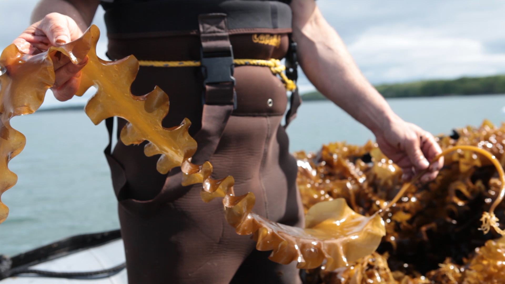 Maine Food Insider: Edible seaweed, the next great Maine brand ...