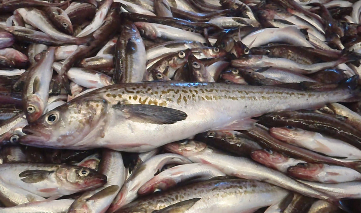 In praise of pollock - Island Institute