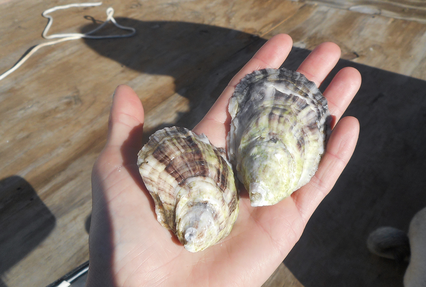 Baby shellfish are growing fast as our first aquaculturists start their ...