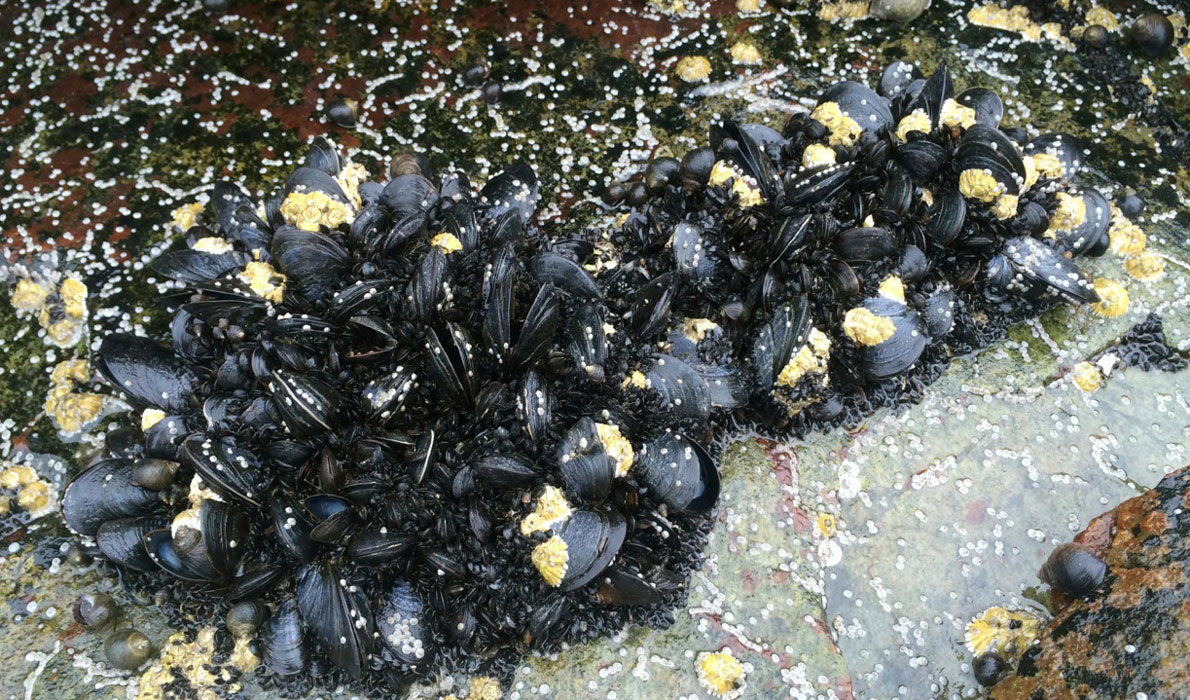 Mussels have a nose for good homes - Island Institute