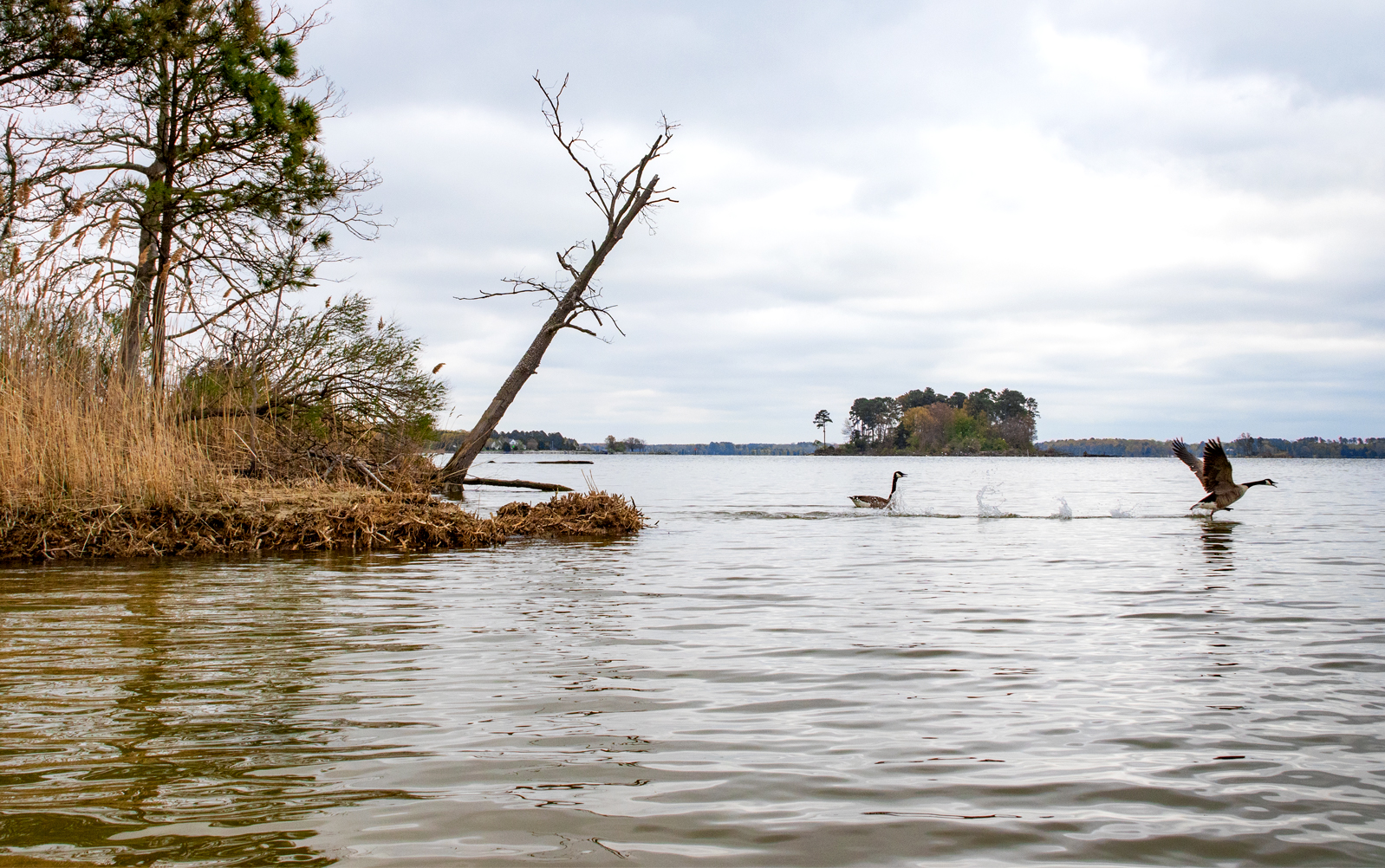 All eyes on the Chesapeake - Island Institute
