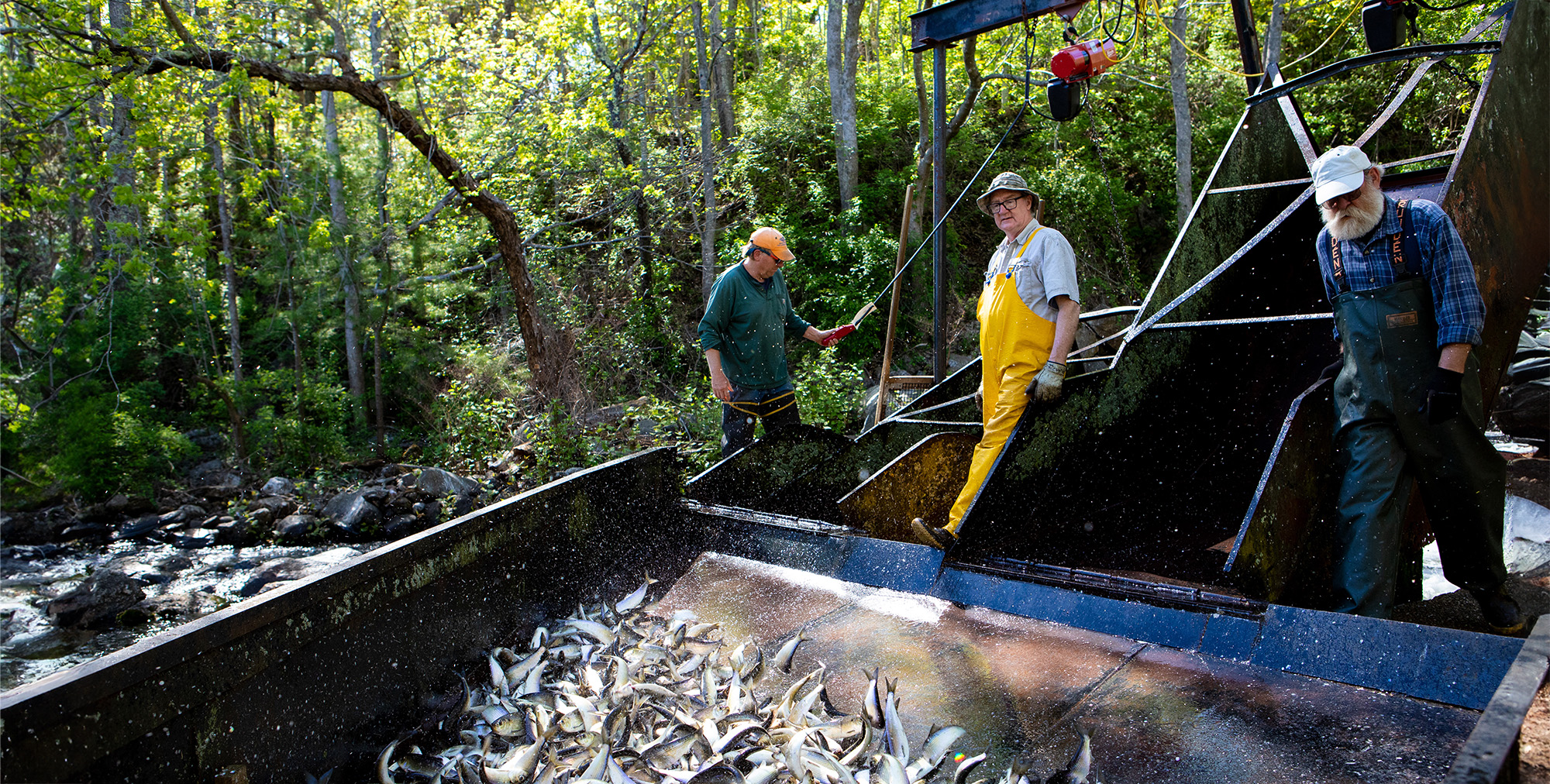 How Far Can a Fish Run? - Island Institute