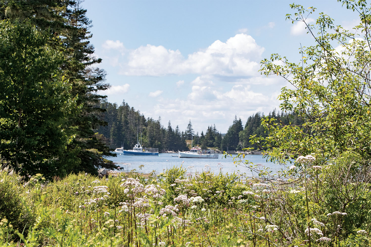 The Unique Environment of Island Forests - Island Institute