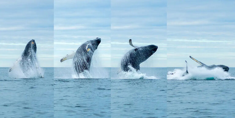 Research highlights whale movement - Island Institute